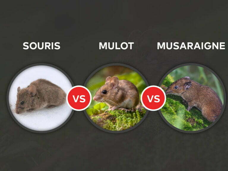 What’s the difference between a mouse, a field mouse, and a shrew ...